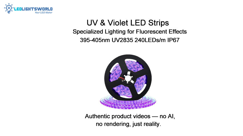 395–405nm UV LED Strip Light 240 LEDs/m IP67 Waterproof Blacklight Dem